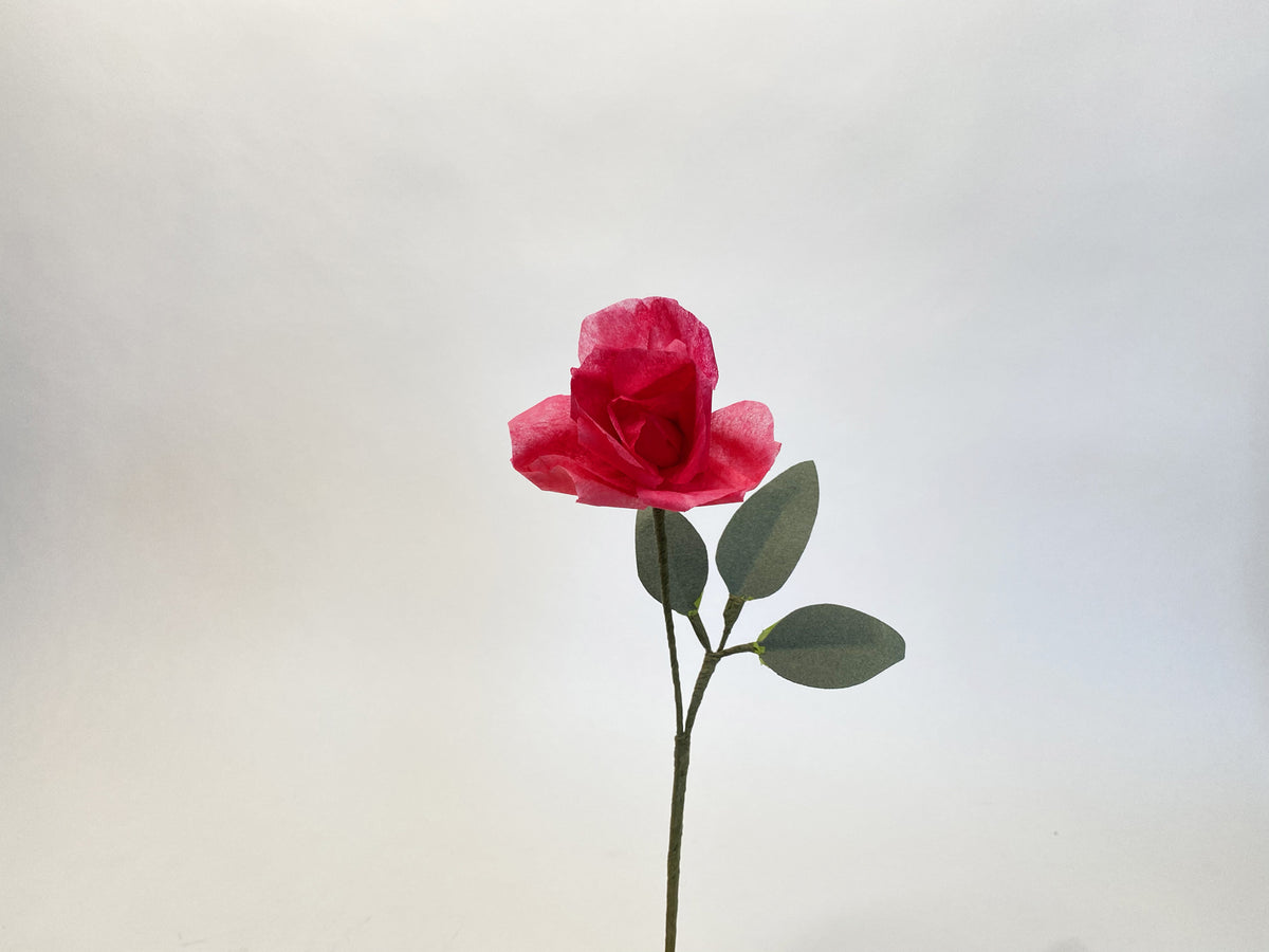 Single Rose – Fredericks and Mae